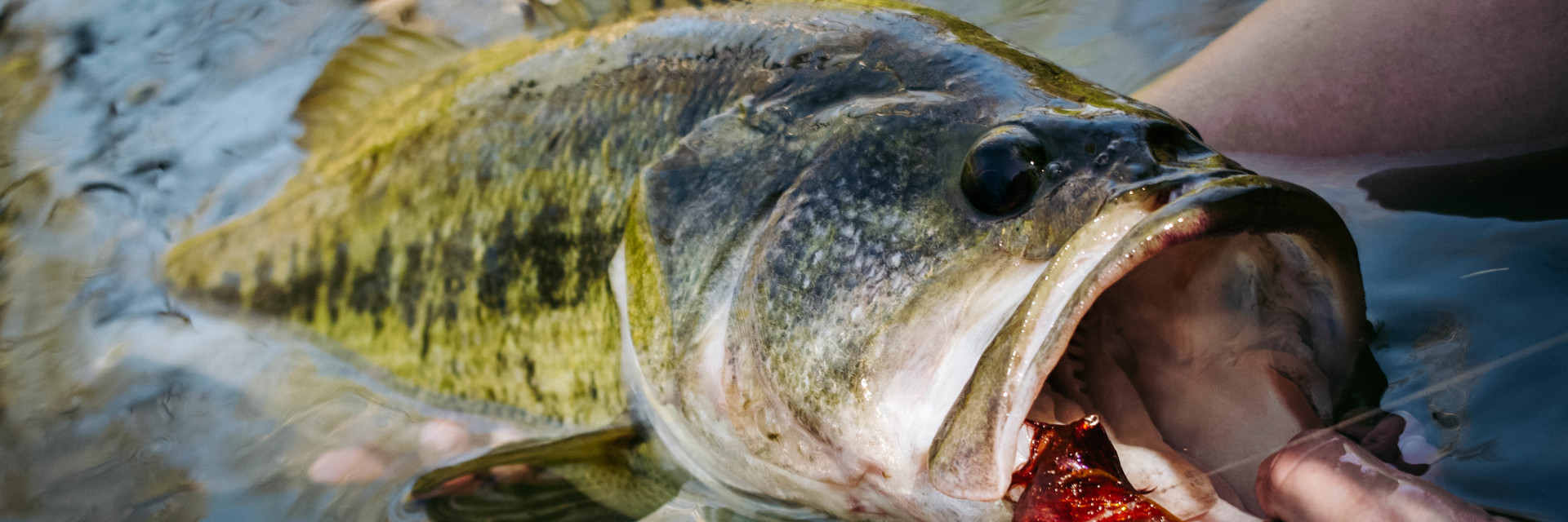 Shop by Experience - Freshwater - Bass - Umpqua Feather Merchants