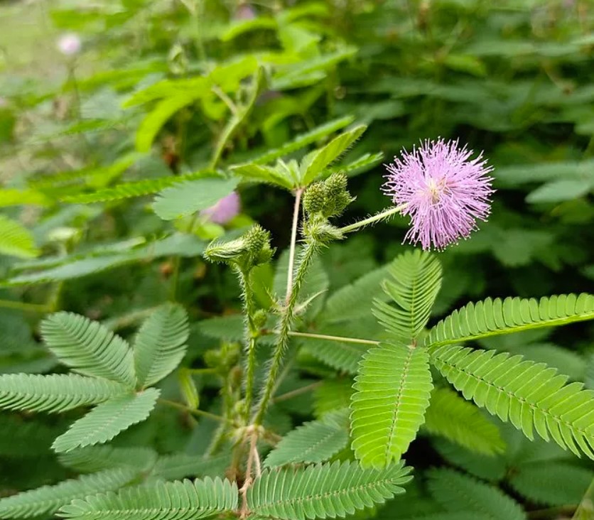 Harnessing the Healing Powers of Mimosa Hostilis Root Bark for ...