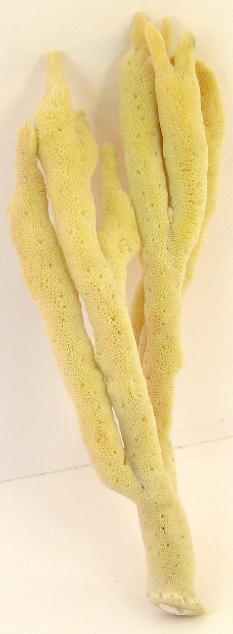 Finger Sponge - The Sponge Factory