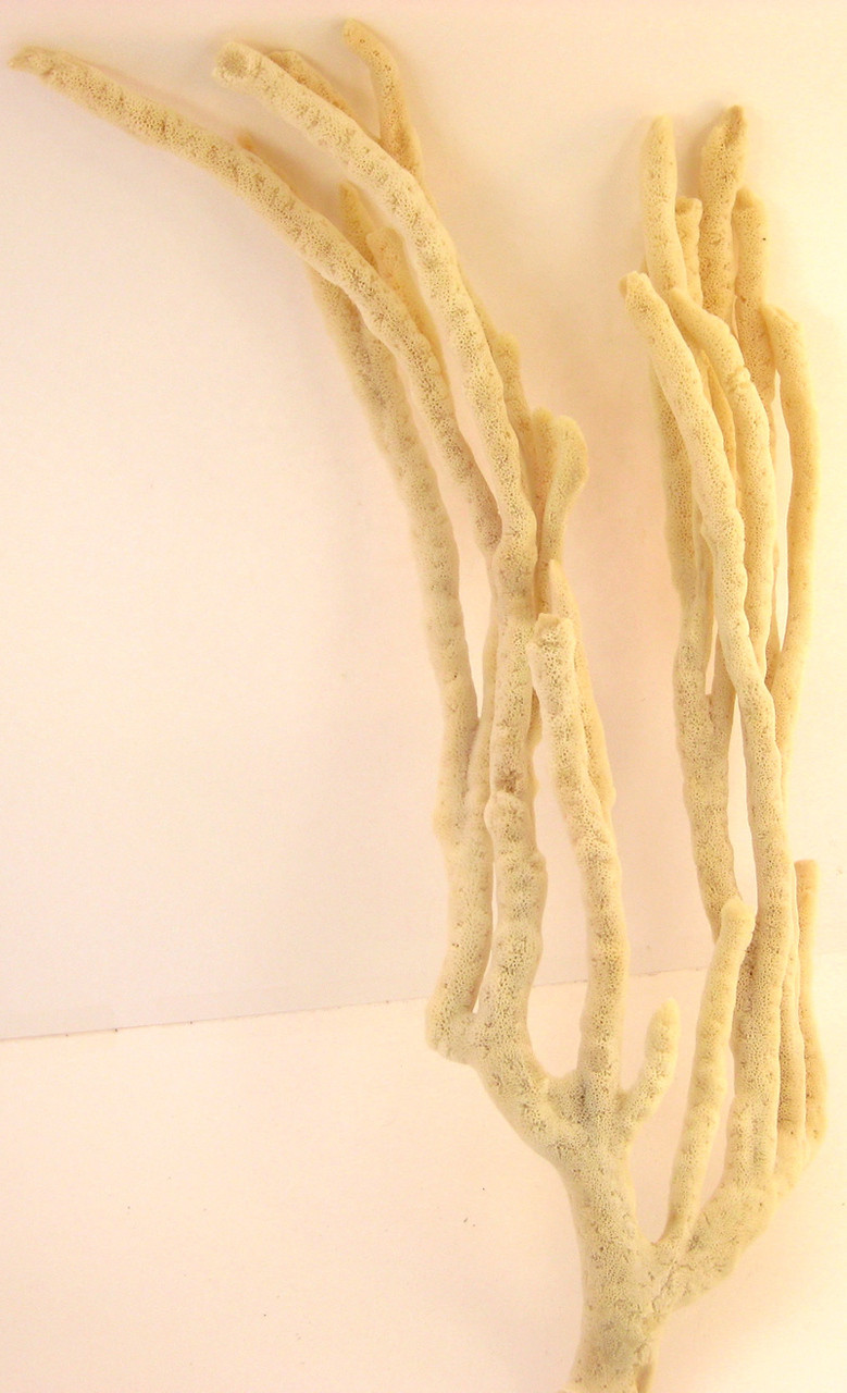 Finger Sponge - The Sponge Factory