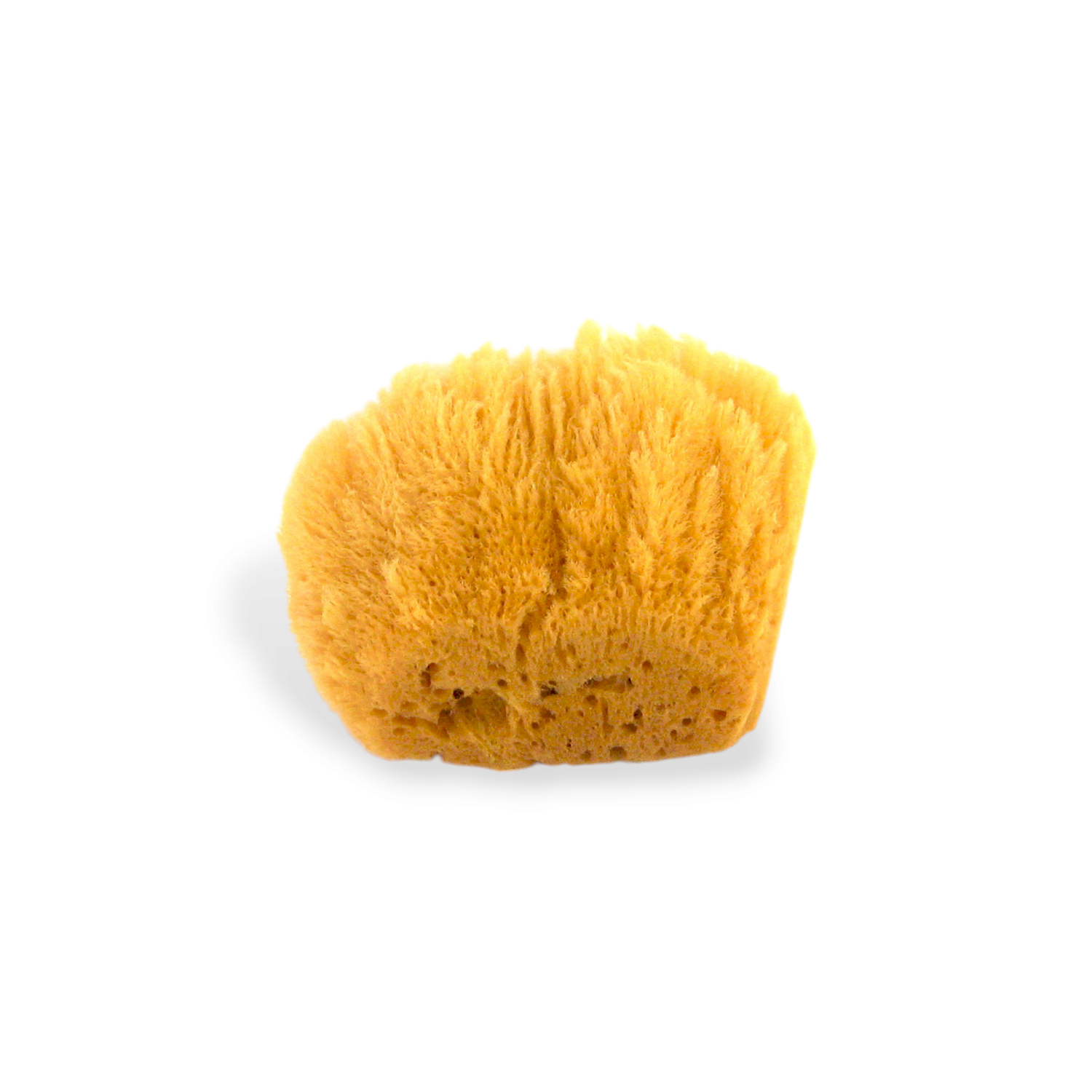 Caribbean Grass Form - The Sponge Factory