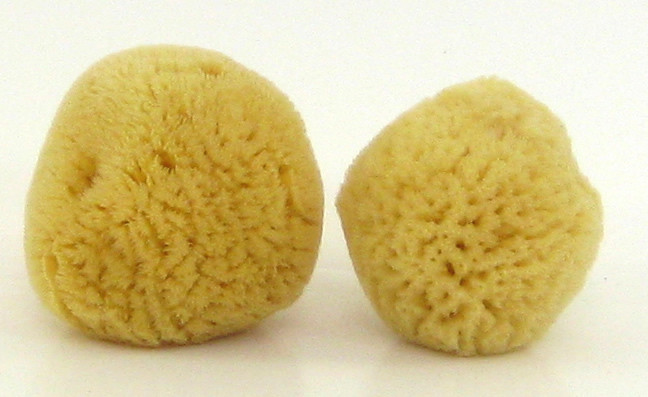 Caribbean Grass Form - The Sponge Factory