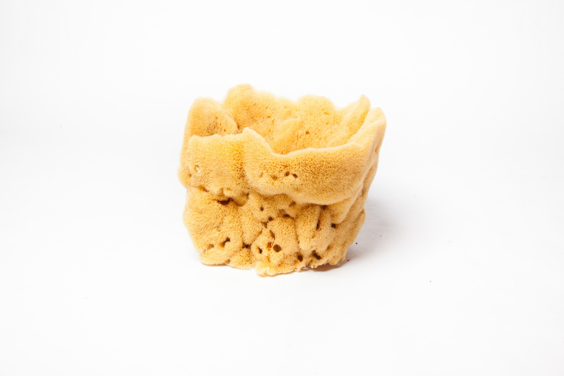 Vase Sponges - The Sponge Factory
