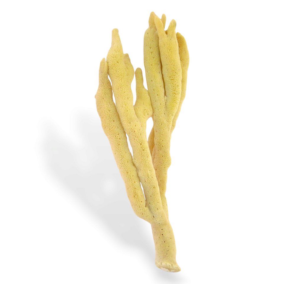Natural Sea Sponges - Decorative - Finger Sponges - The Sponge Factory
