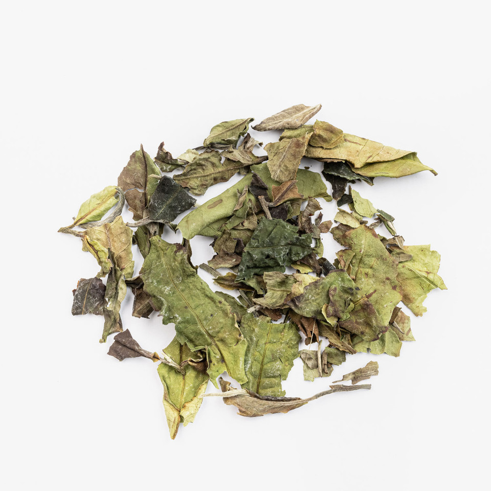 Wild Yunnan White Tea - Spring 2025 Harvest
