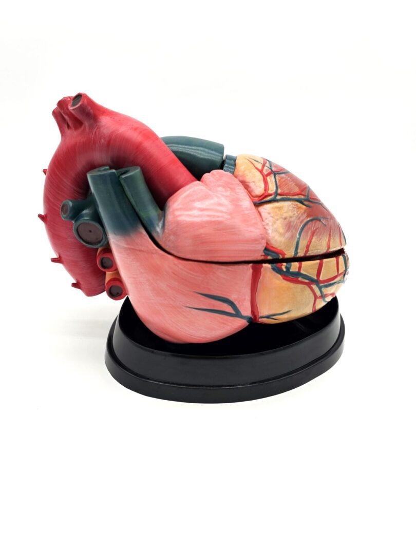 Heart Model - Mock Medical