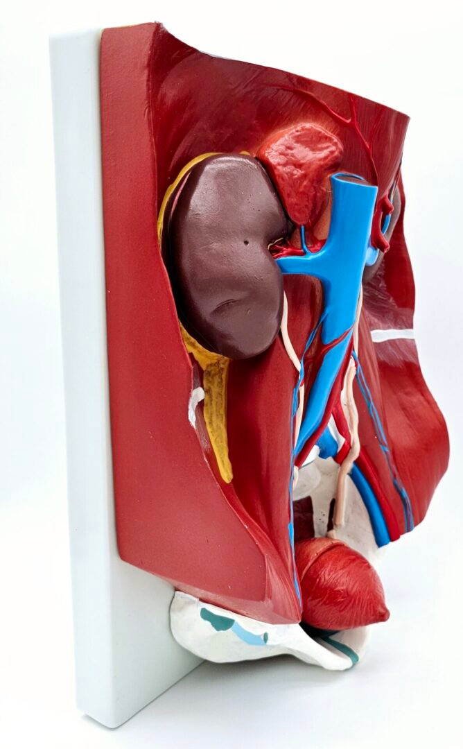 Urinary System Model - Mock Medical
