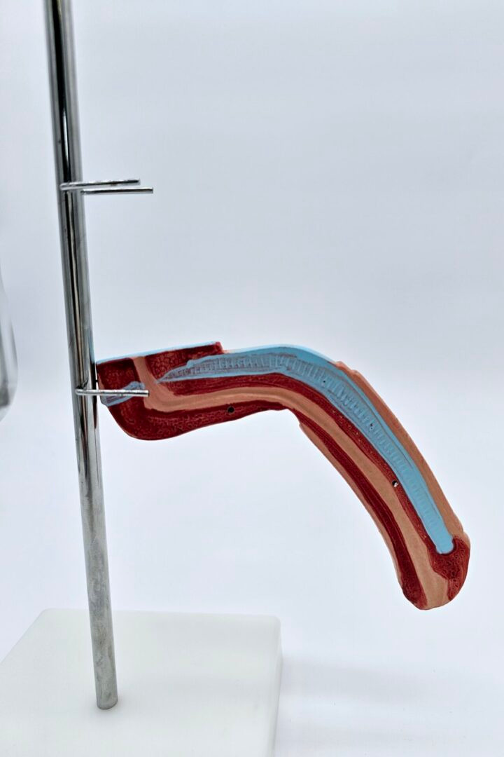 Urogenital System Model, Male - Mock Medical