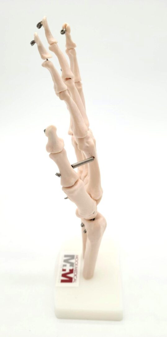 Hand Model, Bone - Mock Medical