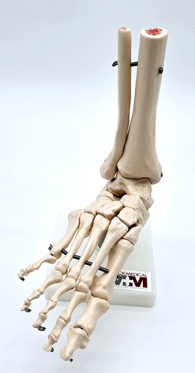 Foot Model, Bone - Mock Medical