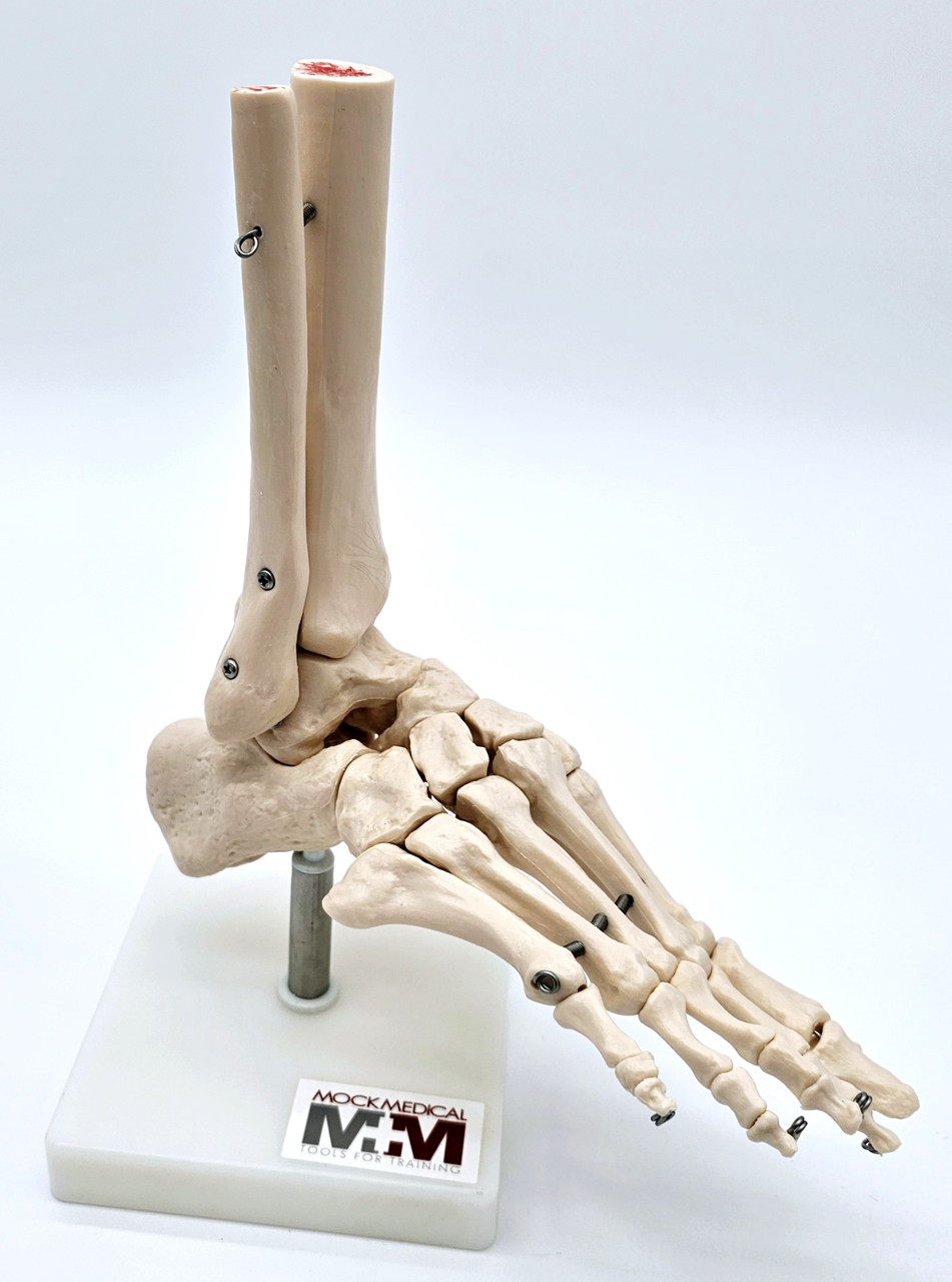 Foot Model, Bone - Mock Medical