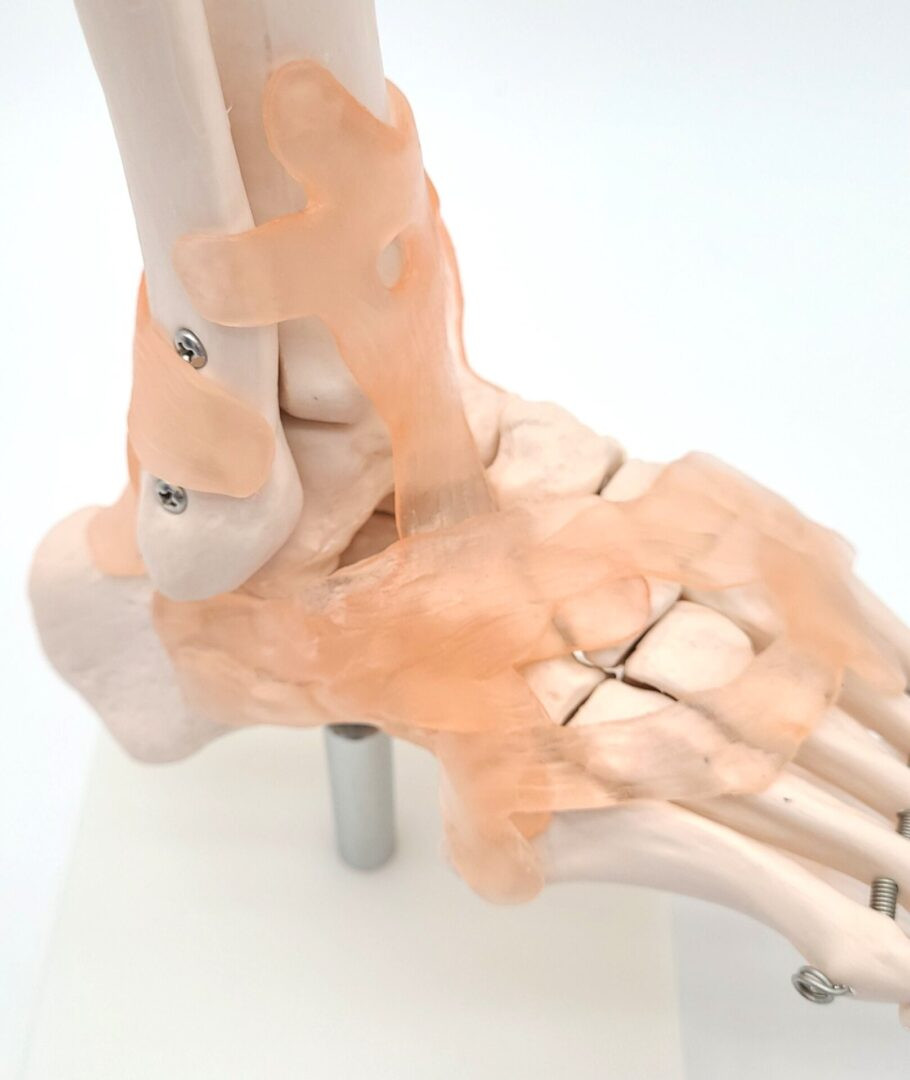 Foot Model, with Ligaments - Mock Medical
