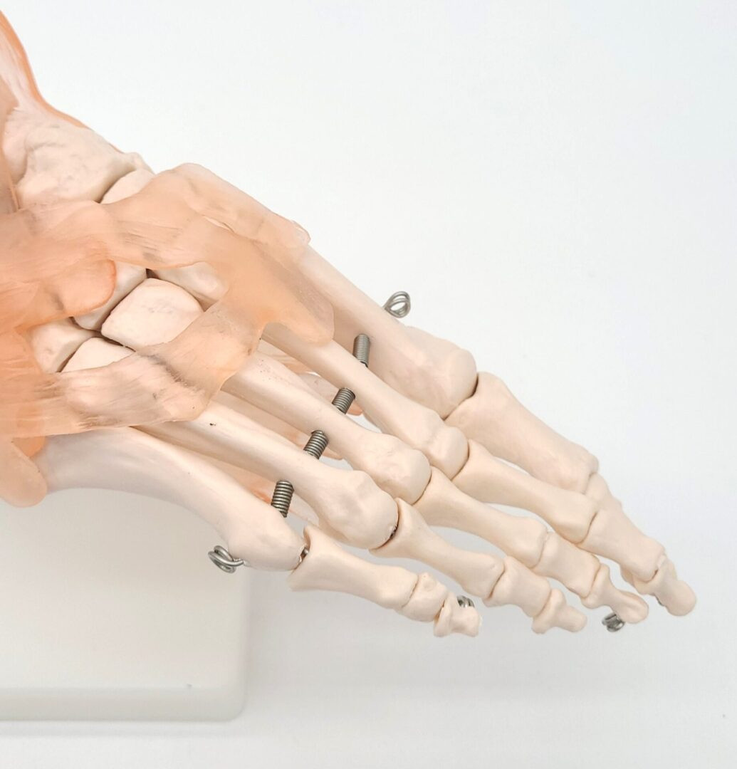 Foot Model, with Ligaments - Mock Medical