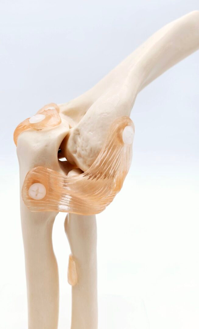 Elbow Joint Model - Mock Medical
