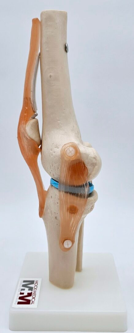 Knee Joint Model Mock Medical