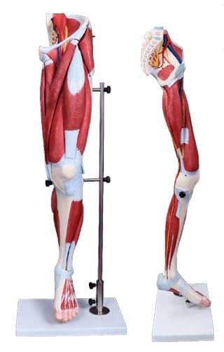 Muscle Model, Leg, Life Size - Mock Medical