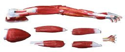 Muscle Model, Arm, Life Size - Mock Medical