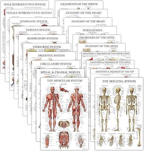 Anatomy Poster Set