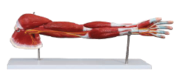Muscle Model, Arm, Life Size - Mock Medical