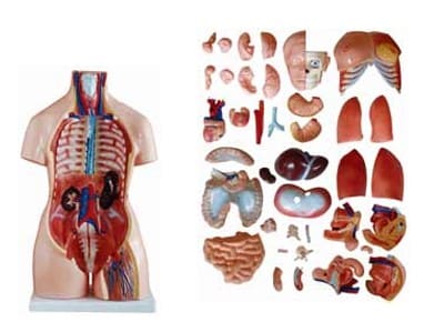 Torso Model, 40 Part - Mock Medical