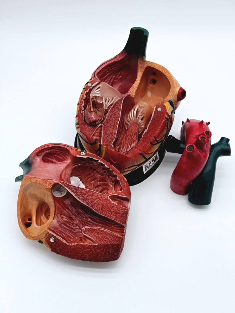 Heart Model - Mock Medical