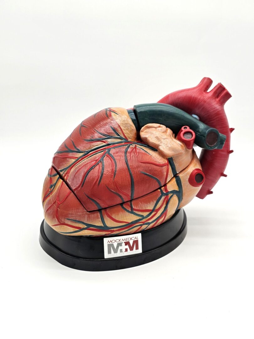 Heart Model - Mock Medical