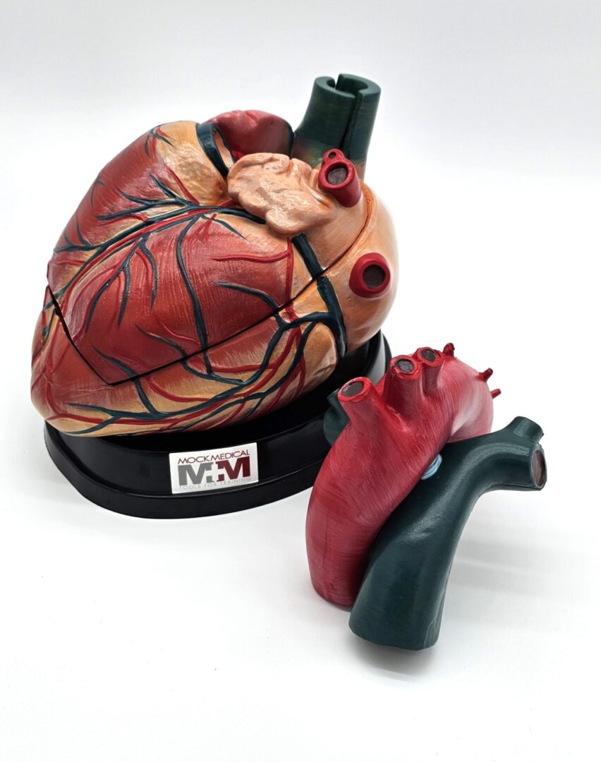 Heart Model - Mock Medical