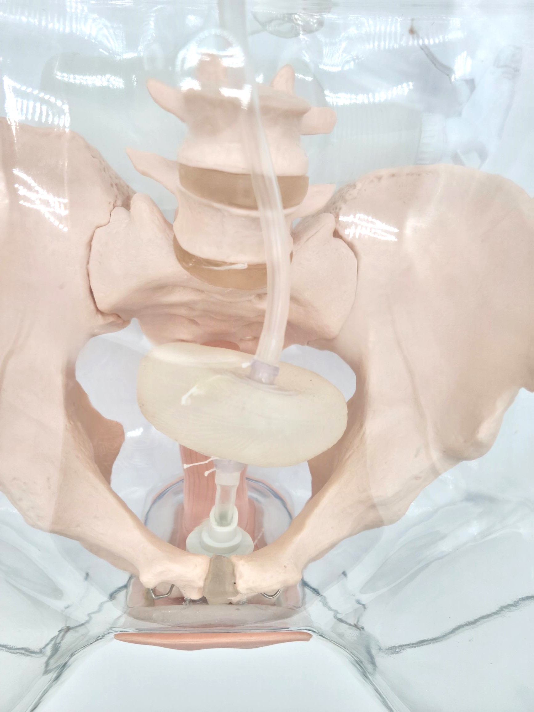 Catheter Trainer, Clear, Female - Mock Medical