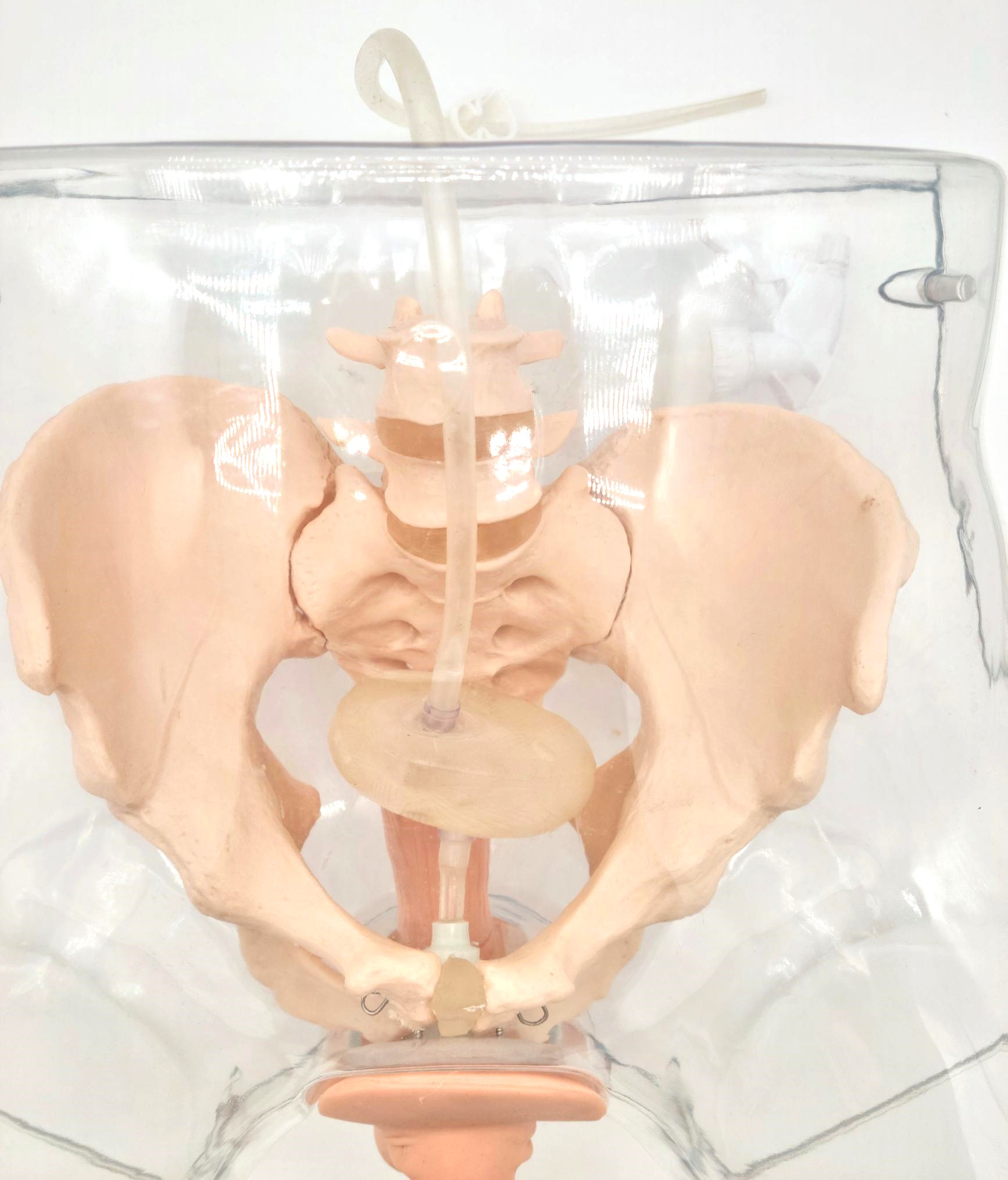 Catheter Trainer, Clear, Male - Mock Medical