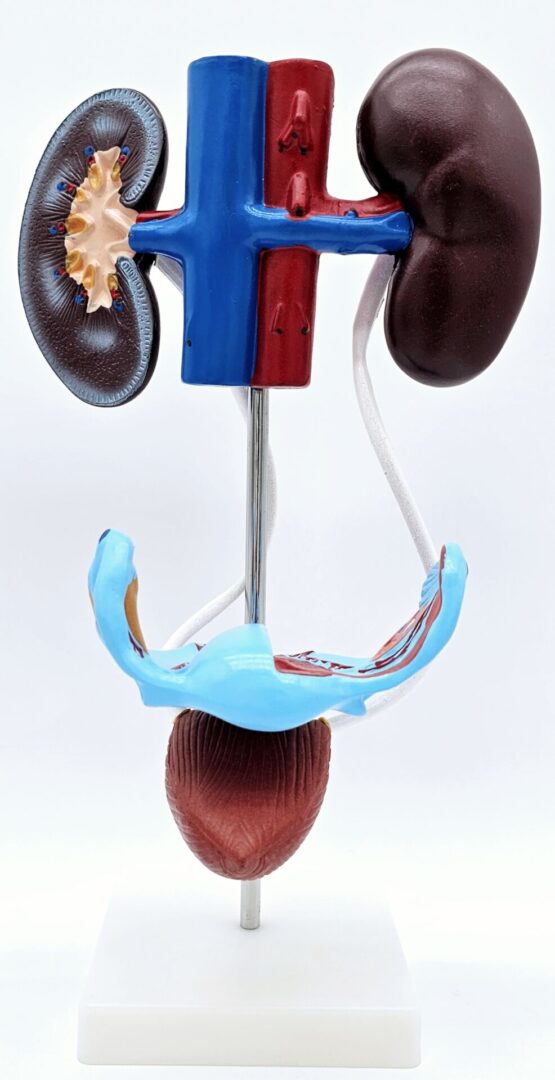 Urogenital System Model, Female - Mock Medical