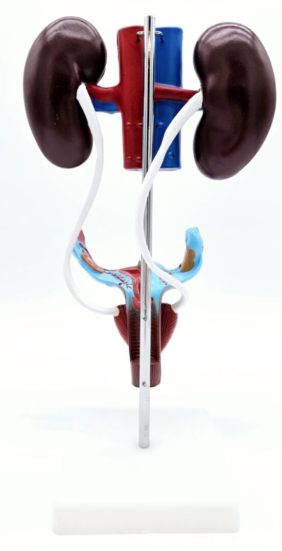 Urogenital System Model, Female - Mock Medical