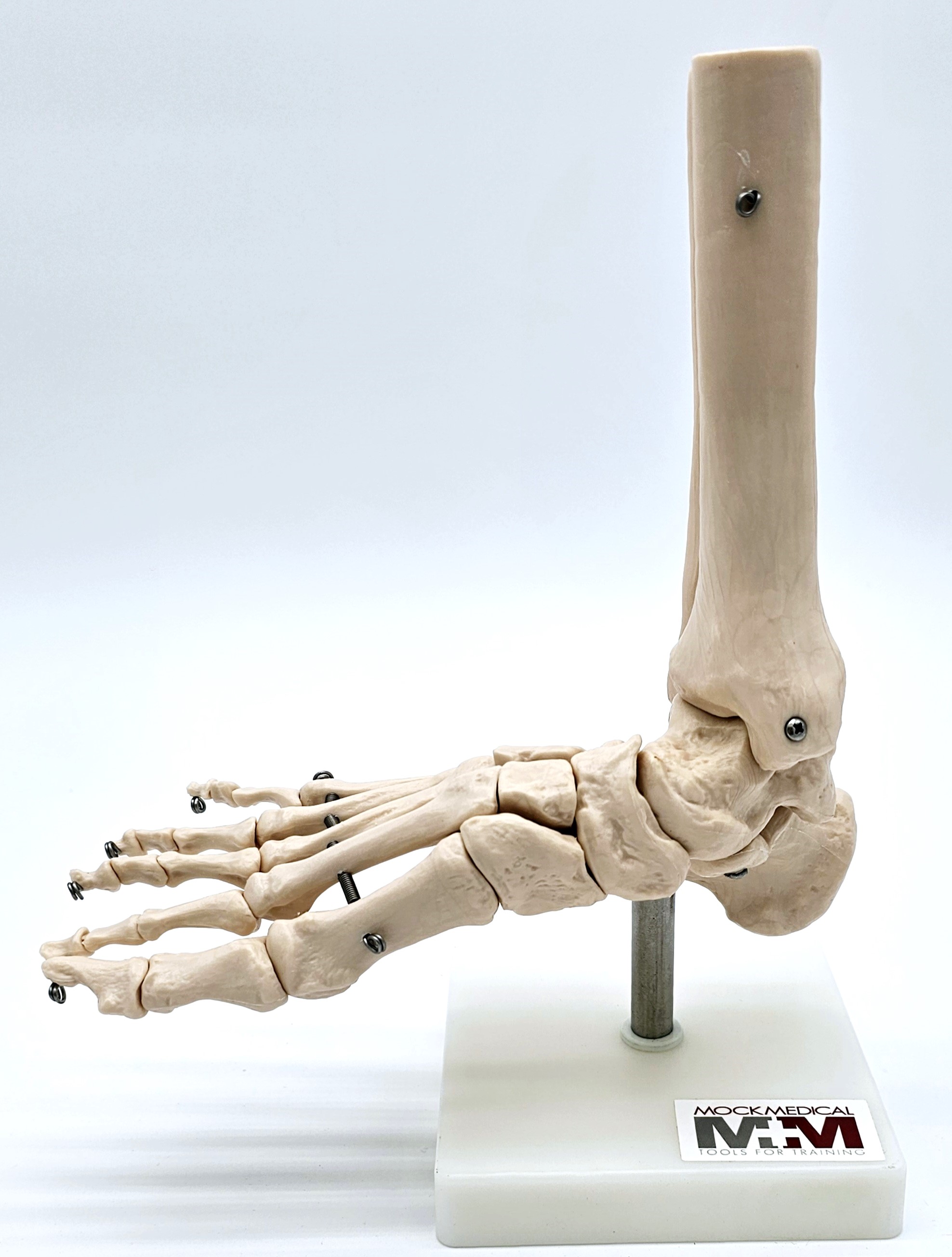 Foot Model, Bone - Mock Medical