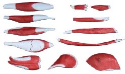 Muscle Model, Leg, Life Size - Mock Medical