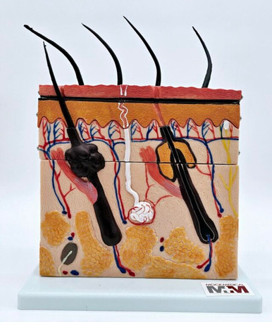 Skin Section Model - Mock Medical