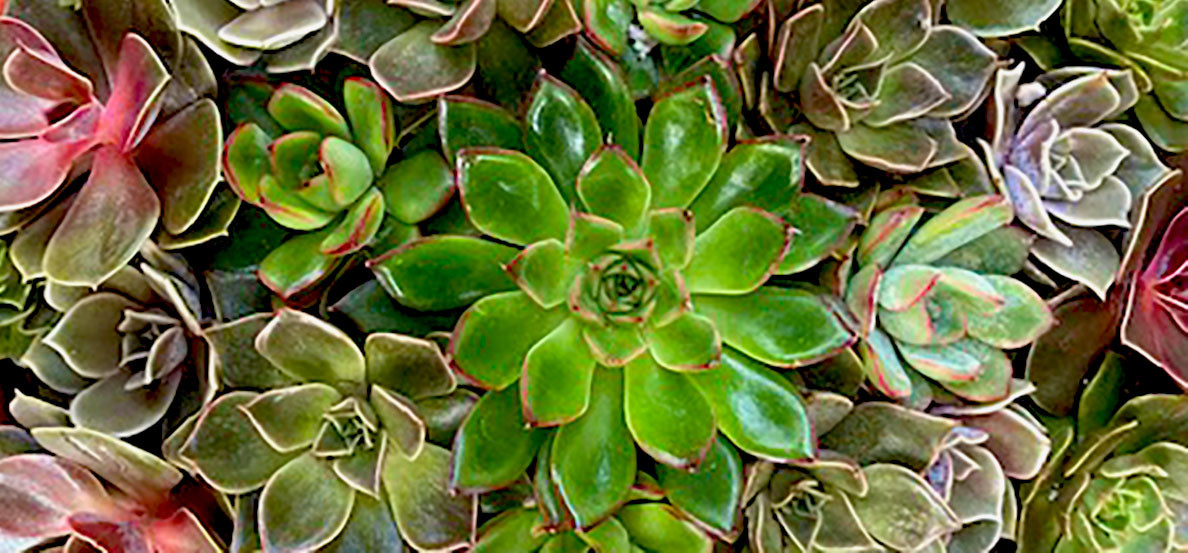 Poly Plant & Floral Shop