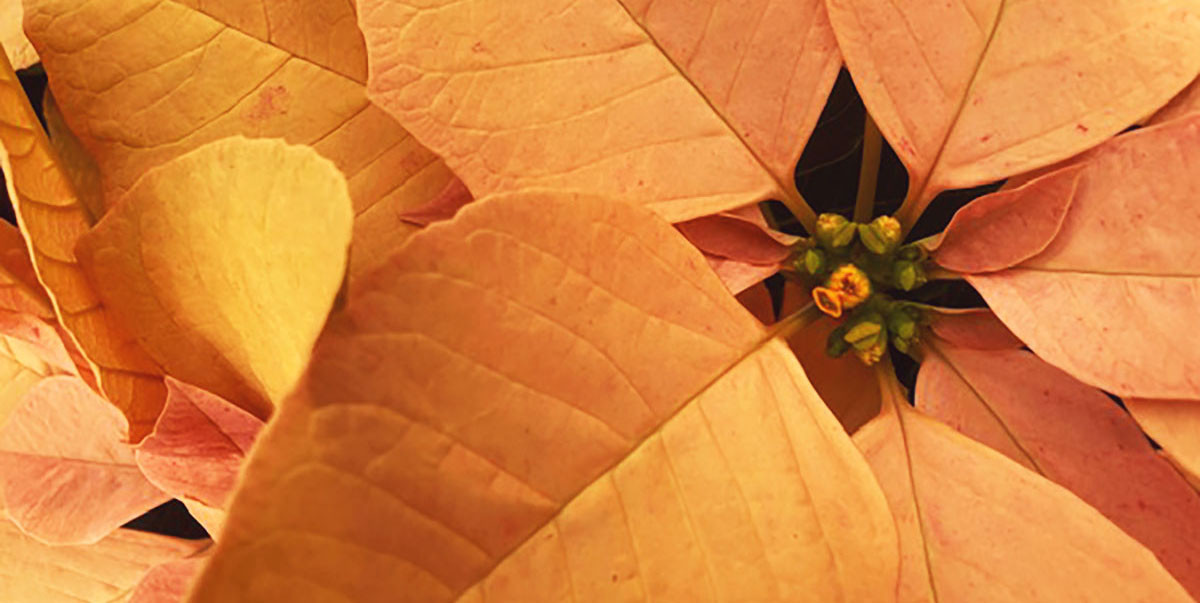 Poly Plant & Floral Shop