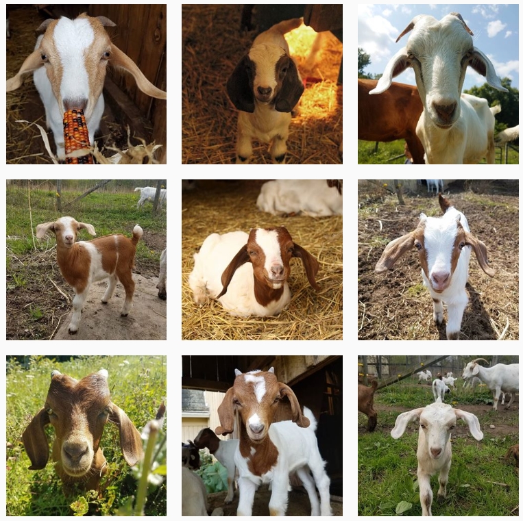 Here are the top 5 active goat accounts to follow on Instagram! - Grace ...