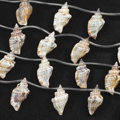 Small Brown Chulla Strombus Conch Shell 13x27mm Top Drilled Beads - 14 ...