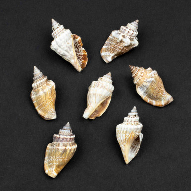 Small Brown Chulla Strombus Conch Shell 13x27mm Top Drilled Pendants ...