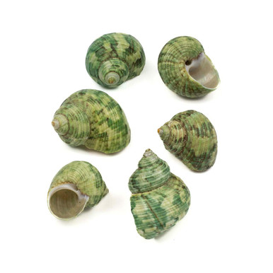 Green Turbo Shell 28x33mm Pendants - 6 per bag