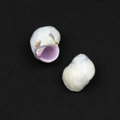 Mississippi River Purple Shell approx. 12x15mm Pendants - Full Drilled ...