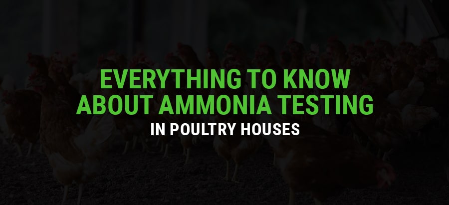 Everything to Know About Ammonia Testing in Poultry Houses - QA Supplies