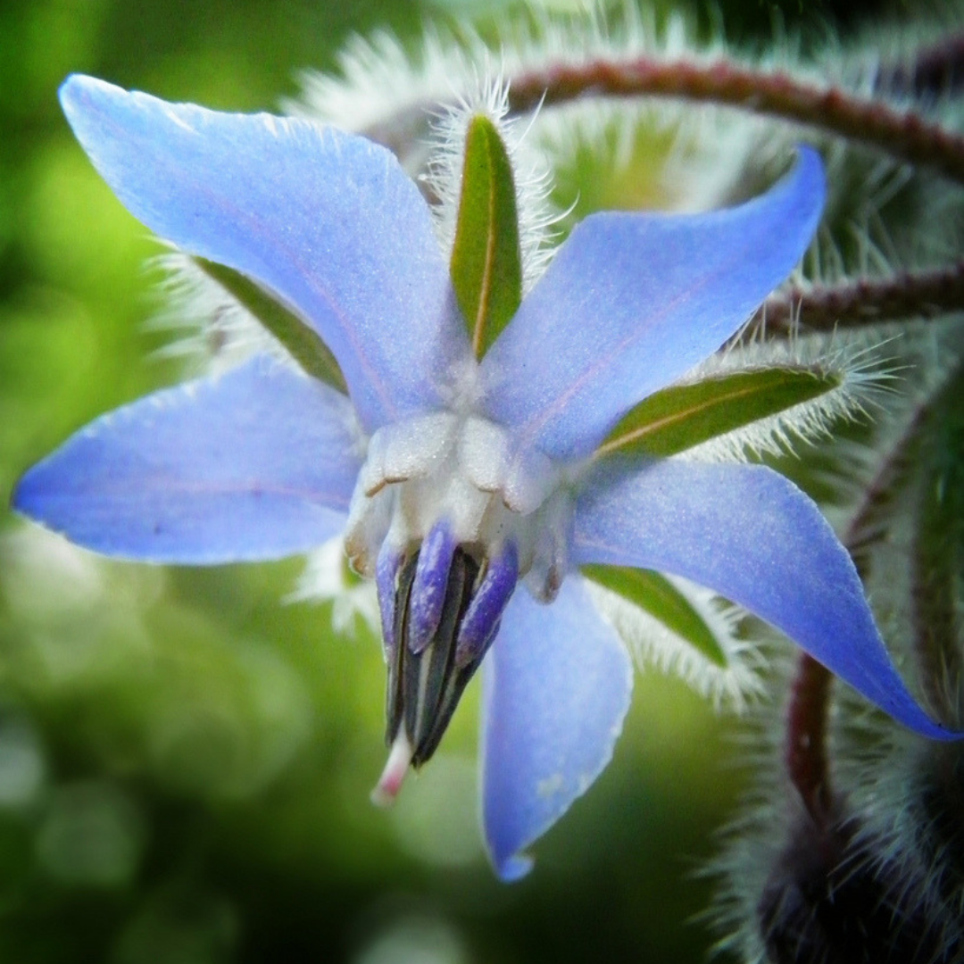 Borage Flower Essence - Freedom Flowers® LLC