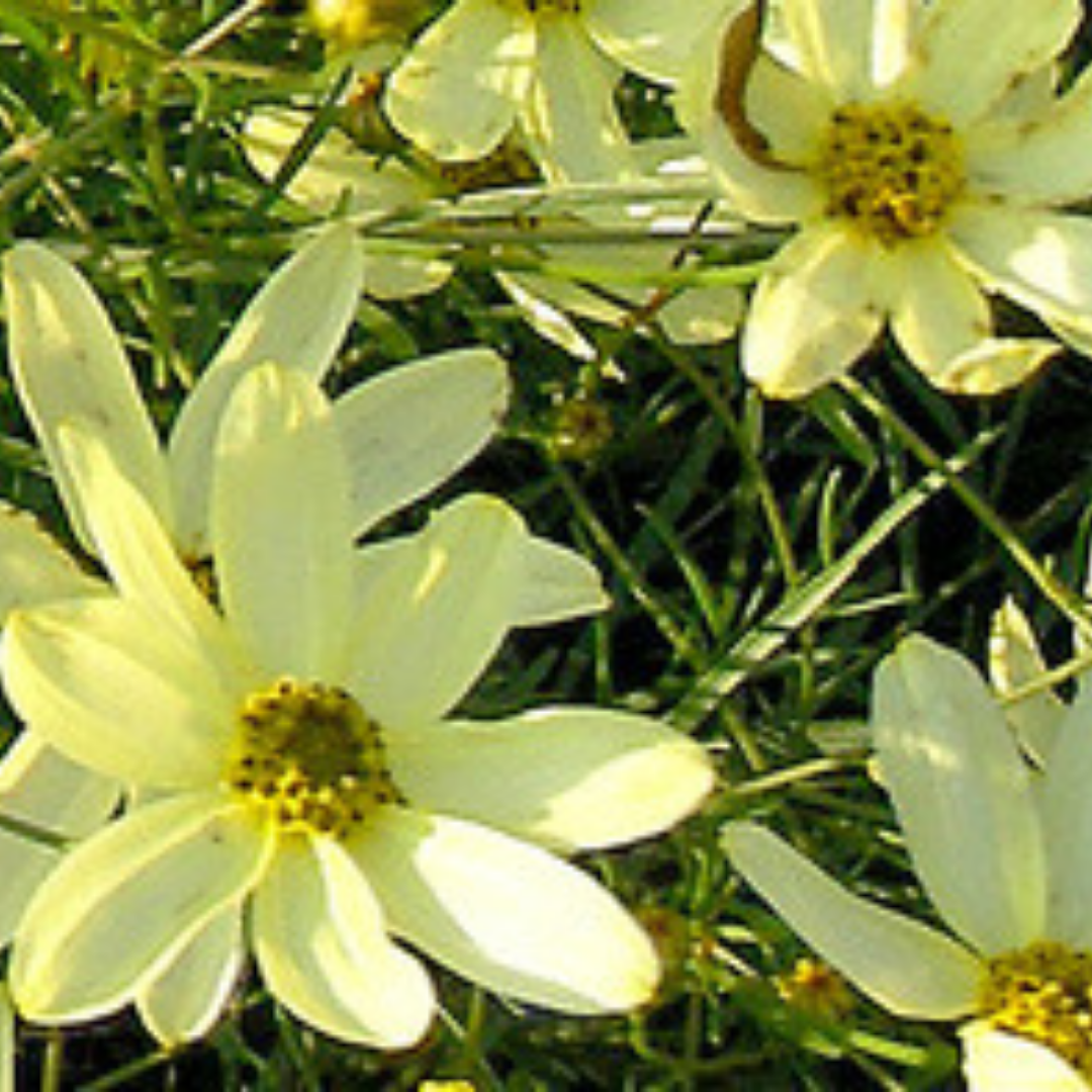 Moonbeam Coreopsis Flower Essence: Rebuild After Crisis