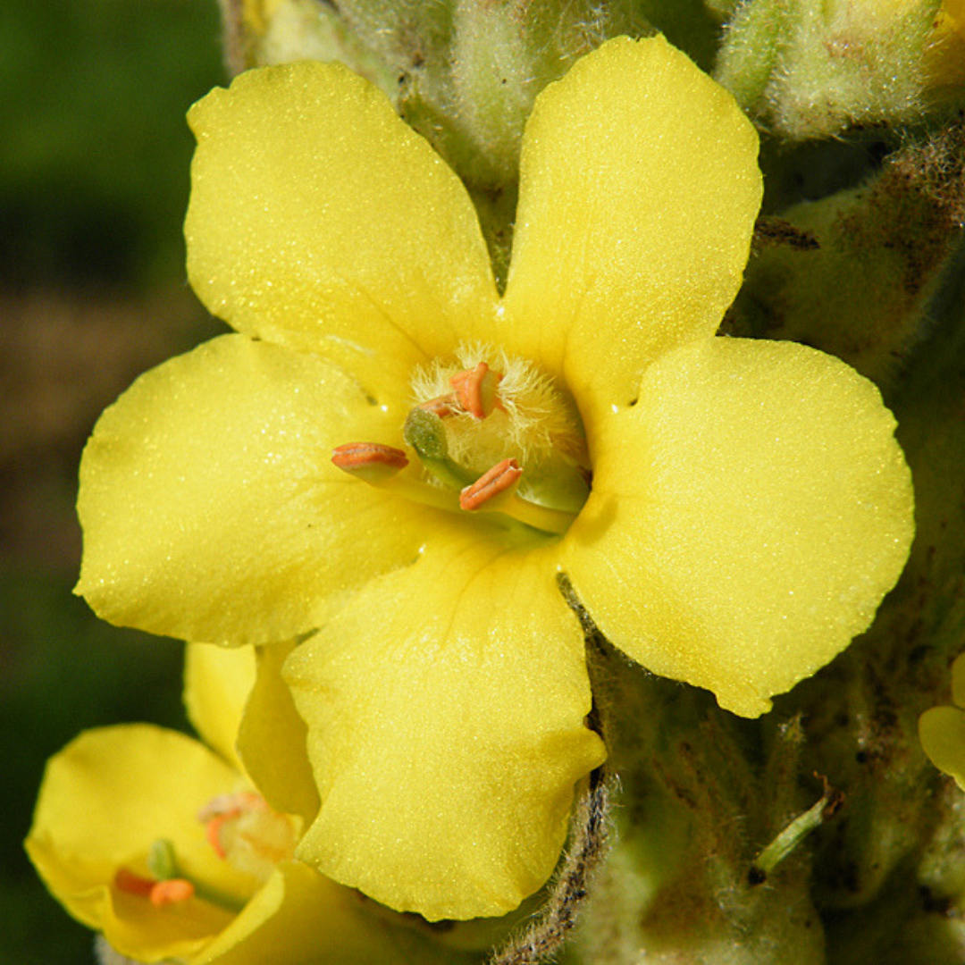 Mullein Flower Essence: Lost & Directionless