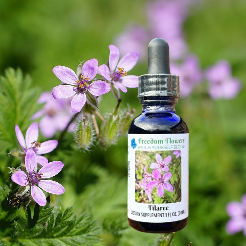 Filaree Flower Essence: Narrow Fixation on One Point