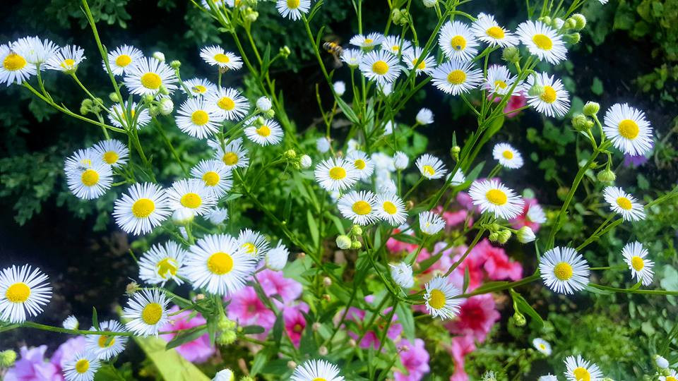 Fleabane Flower Essence