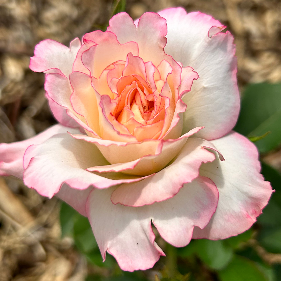 Secret Rose Flower Essence (Research) - Freedom Flowers® LLC