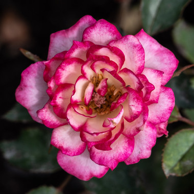 Magic Carousel Rose Flower Essence (Research) - Freedom Flowers® LLC