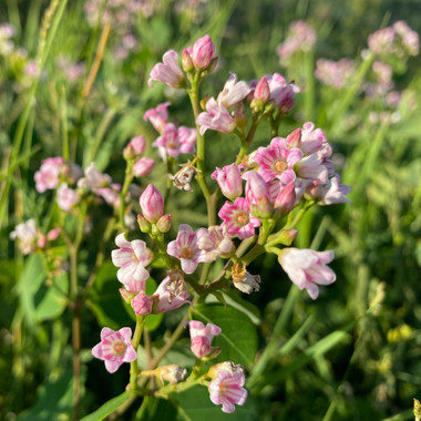 Dogbane Flower Essence (Research) - Freedom Flowers® LLC